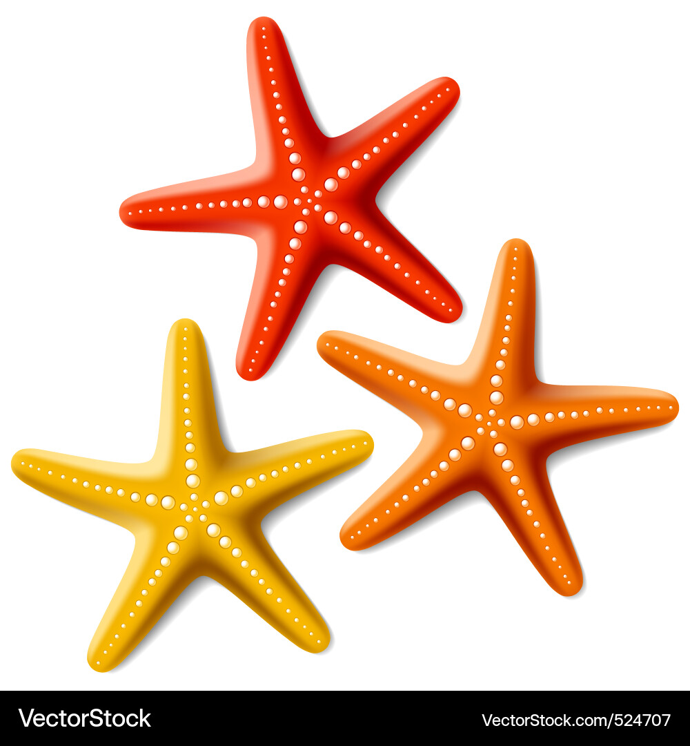 Starfish Collection Royalty Free Vector Image - VectorStock