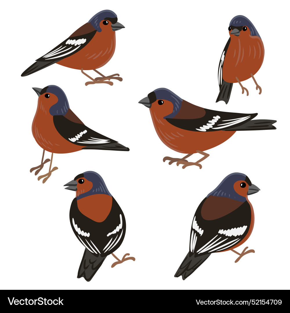 Drawing bird chaffinch Royalty Free Vector Image