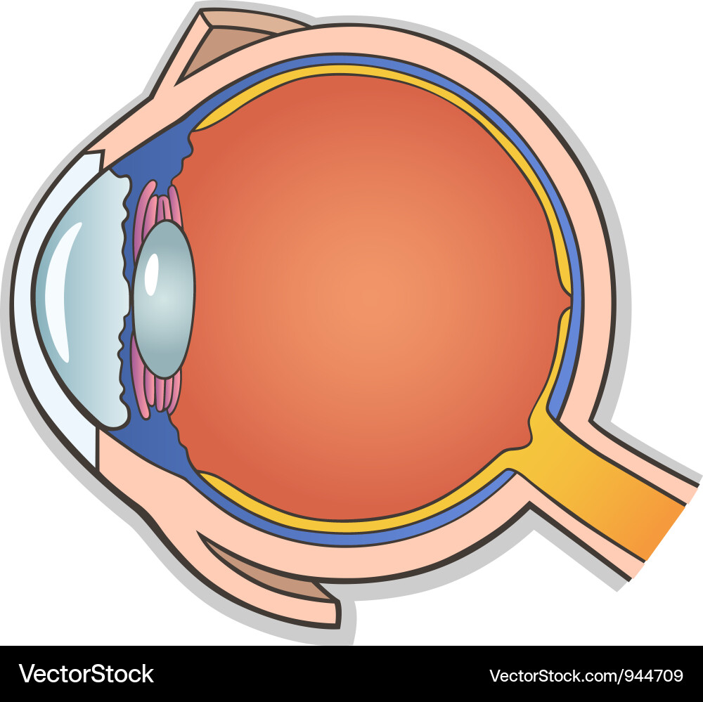 Human eye cross section Royalty Free Vector Image
