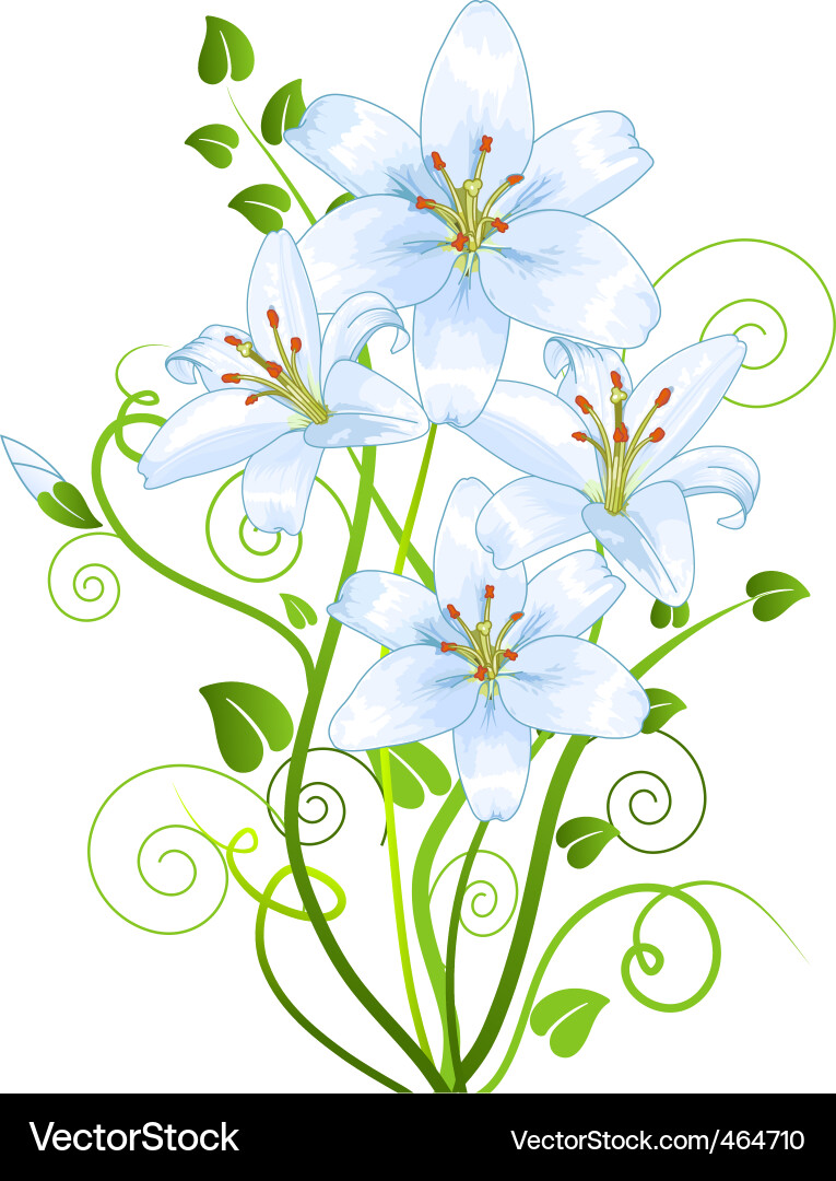 Lilly Royalty Free Vector Image - VectorStock