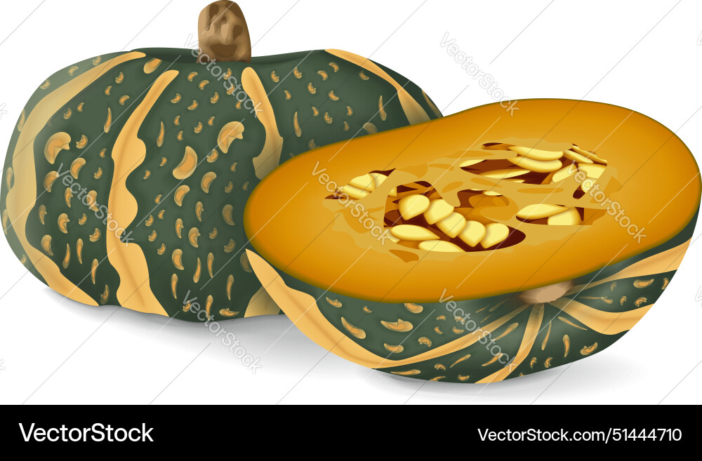 Whole and chopped delica winter squash Royalty Free Vector