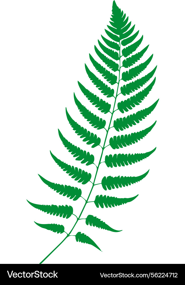 Green fern leaf Royalty Free Vector Image - VectorStock