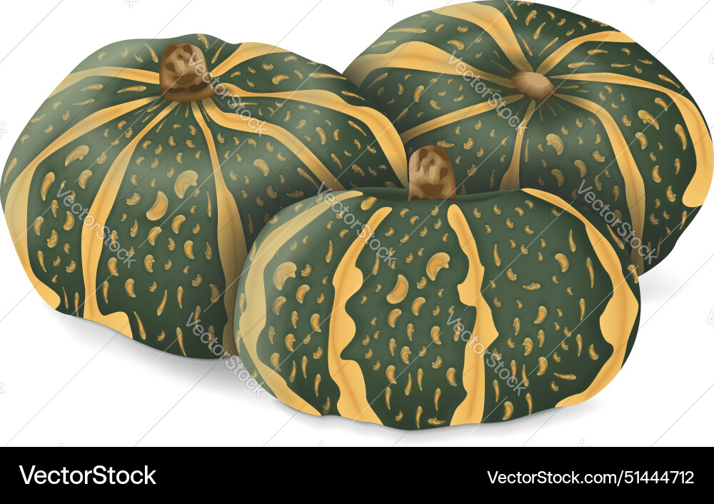 Group of delica winter squash Royalty Free Vector Image