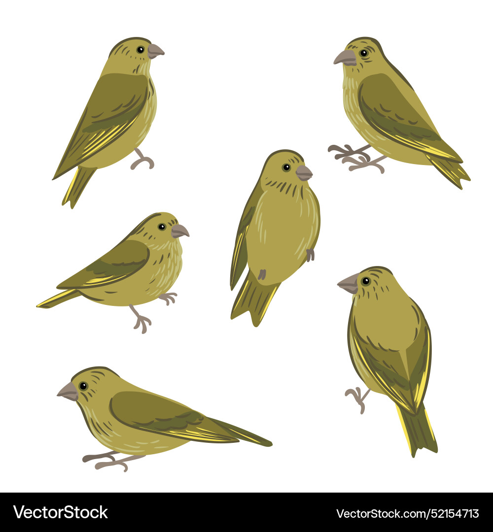 Drawing bird european greenfinch Royalty Free Vector Image