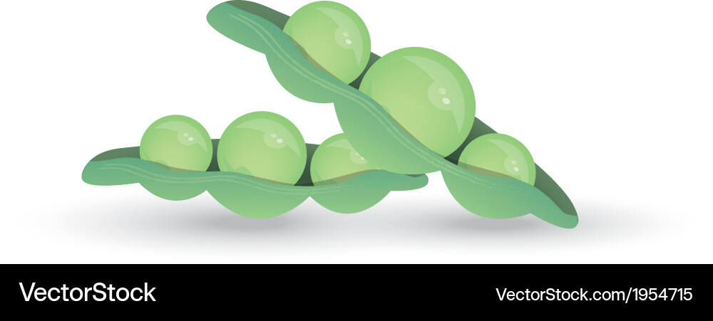 Garden peas Royalty Free Vector Image - VectorStock