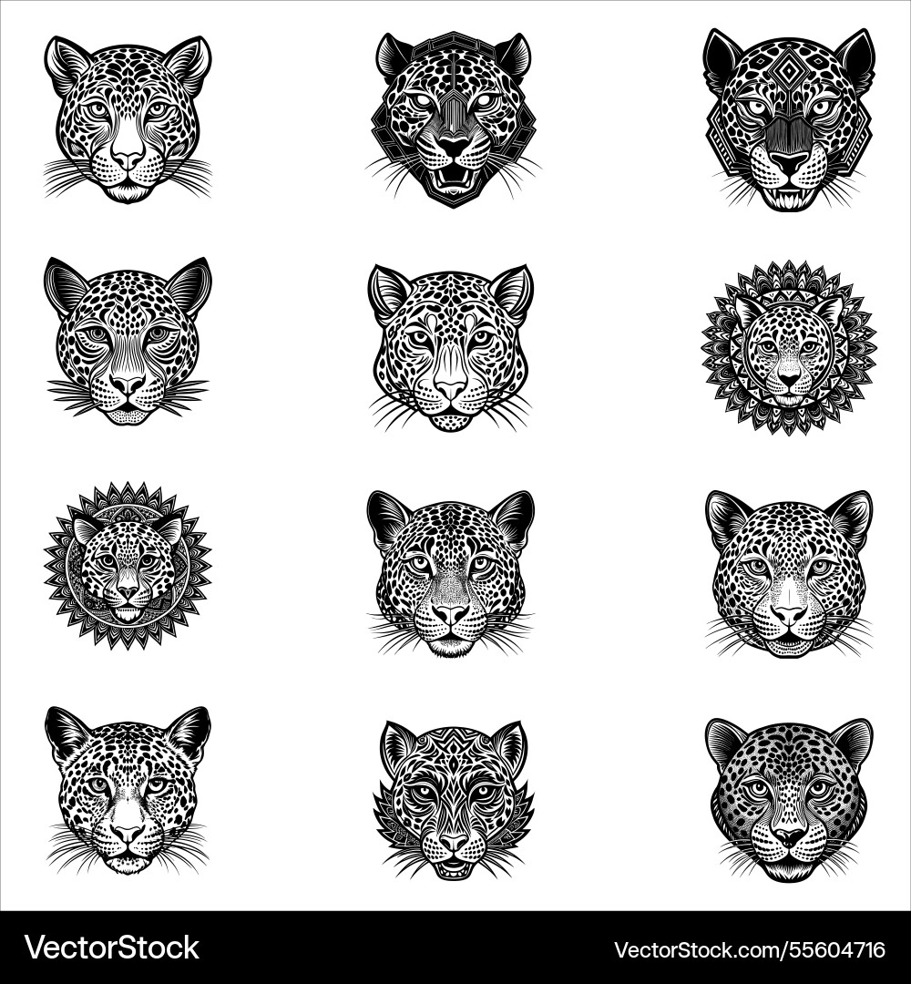 Leopard face Royalty Free Vector Image - VectorStock