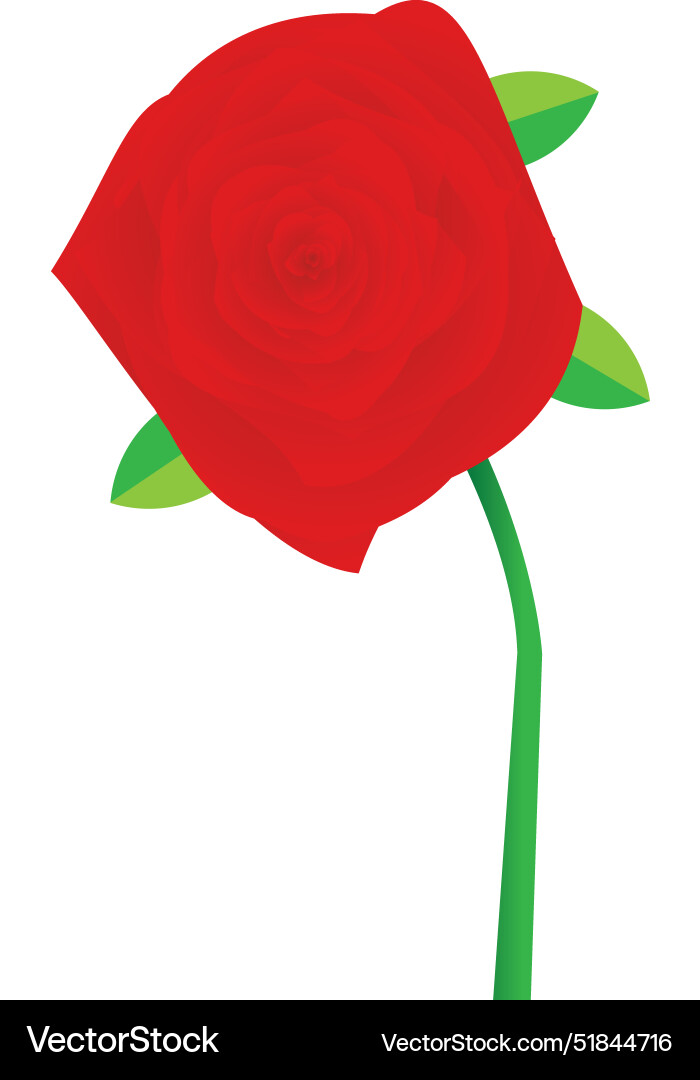 Rose follower Royalty Free Vector Image - VectorStock