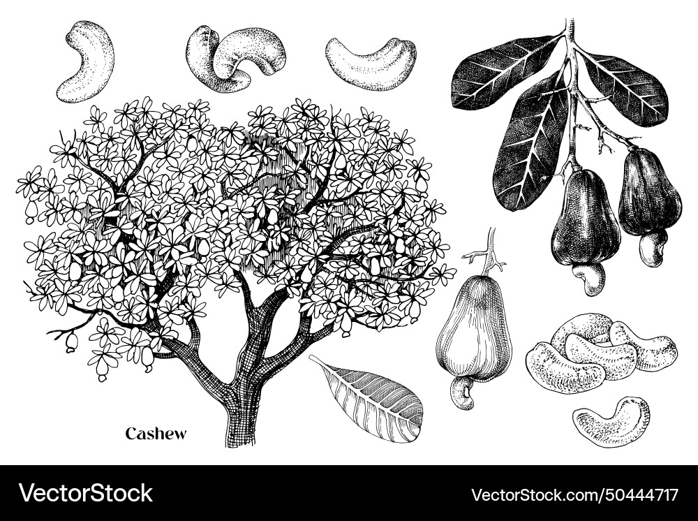 Hand drawn cashews set Royalty Free Vector Image