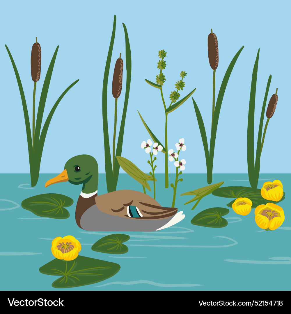 Drawing bird wild duck Royalty Free Vector Image