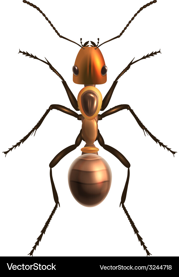 Realistic ant isolated Royalty Free Vector Image