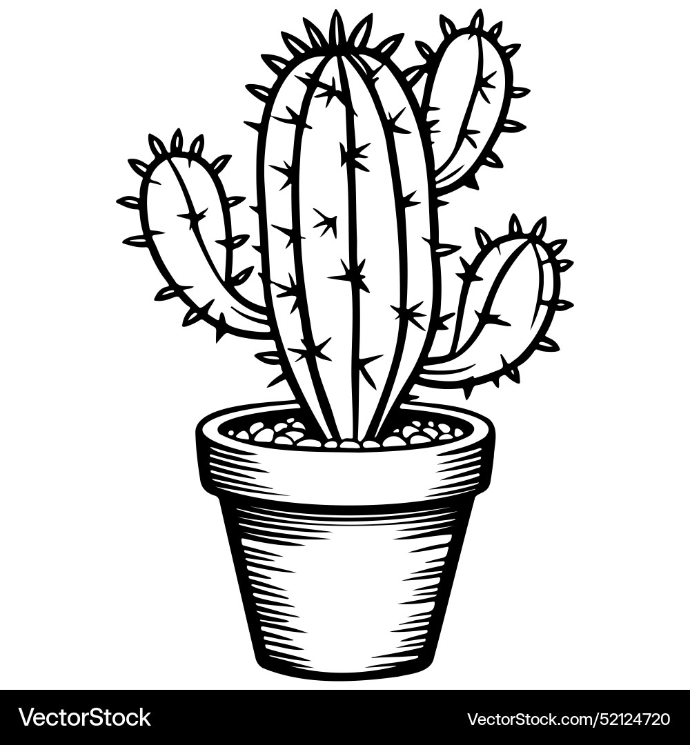 Cactus drawing black line isolated Royalty Free Vector Image