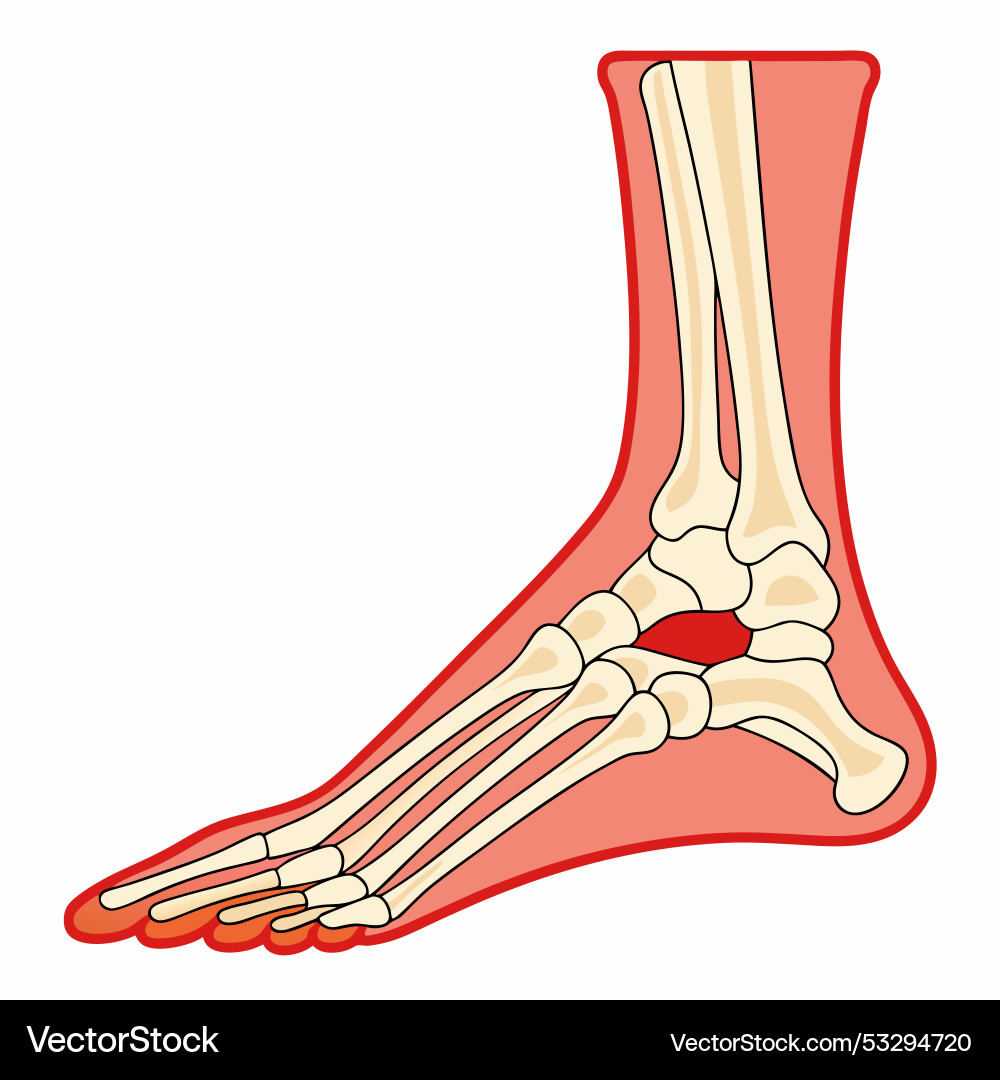 Human foot skeleton Royalty Free Vector Image - VectorStock