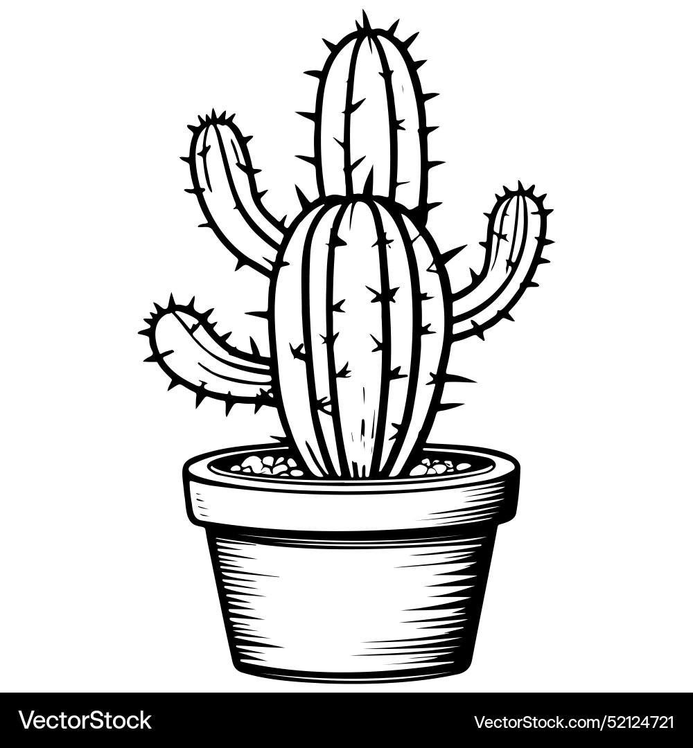 Cactus drawing outline cartoon line engraving Vector Image