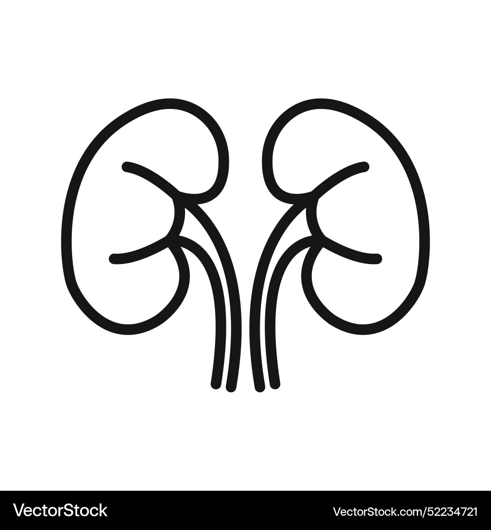 Human kidneys icon black line art logo Royalty Free Vector