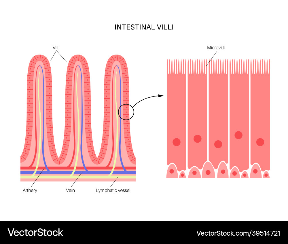 Intestinal villi anatomy Royalty Free Vector Image