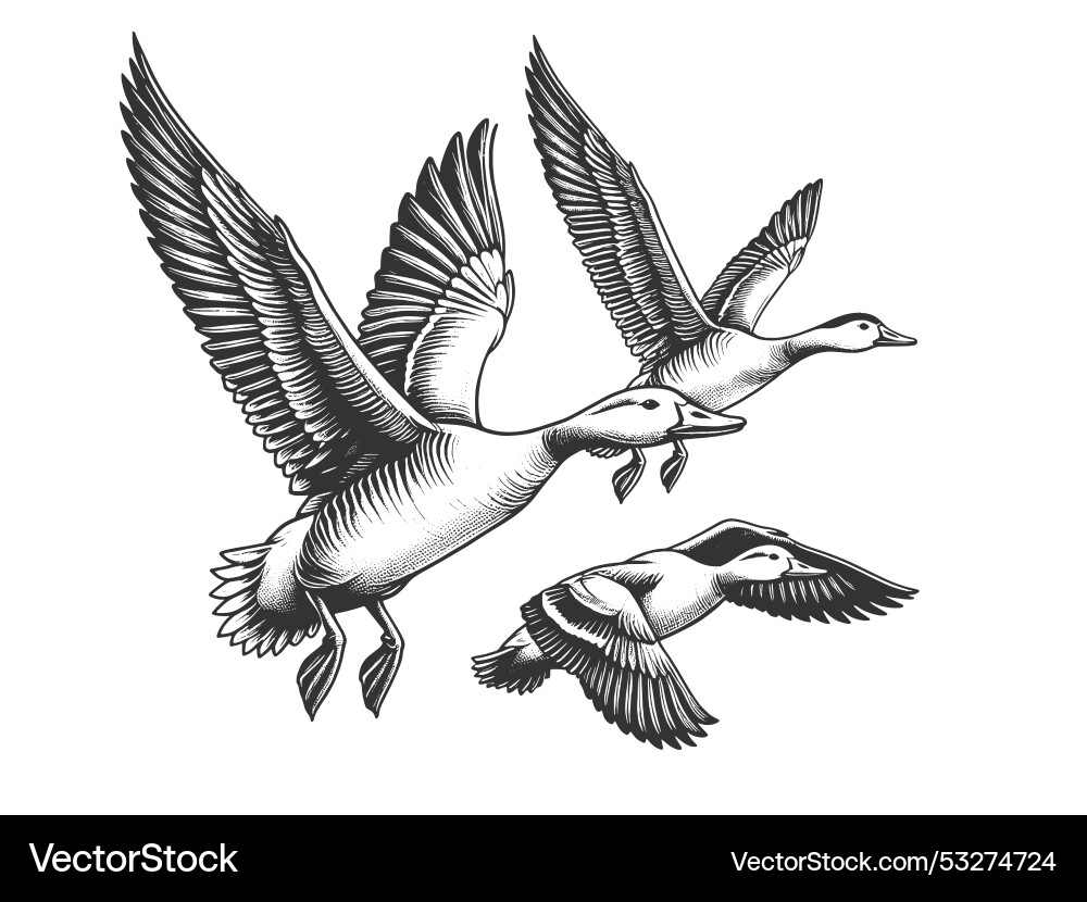 Flying ducks in formation Royalty Free Vector Image
