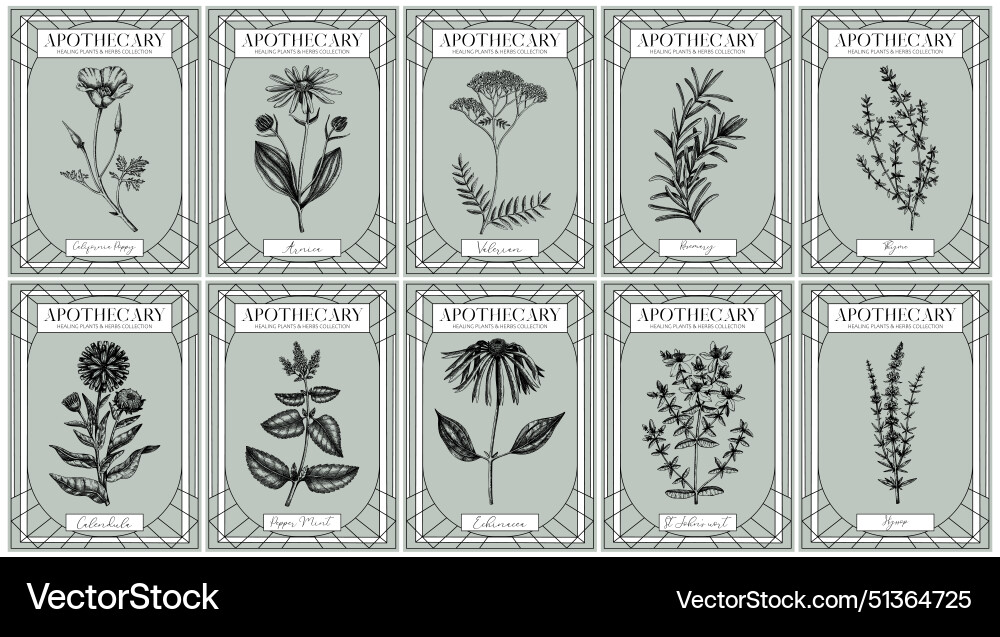 Apothecary labels set healing plants – Royalty-Free Vector | VectorStock
