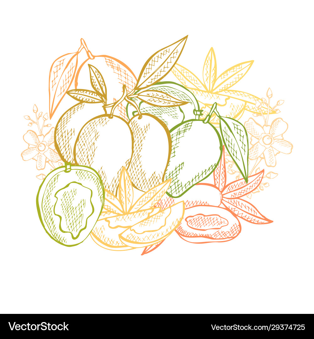 Hand drawn fruits Royalty Free Vector Image - VectorStock