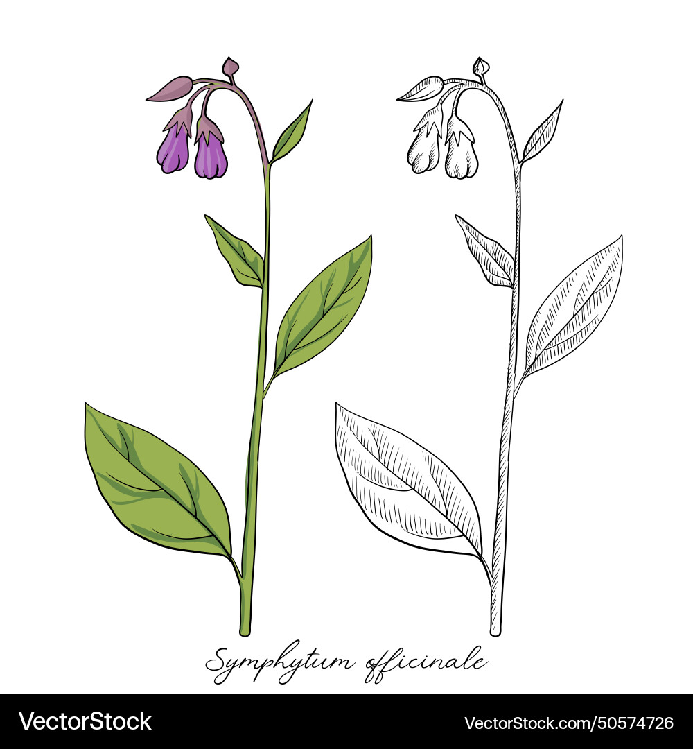 Drawing comfrey Royalty Free Vector Image - VectorStock