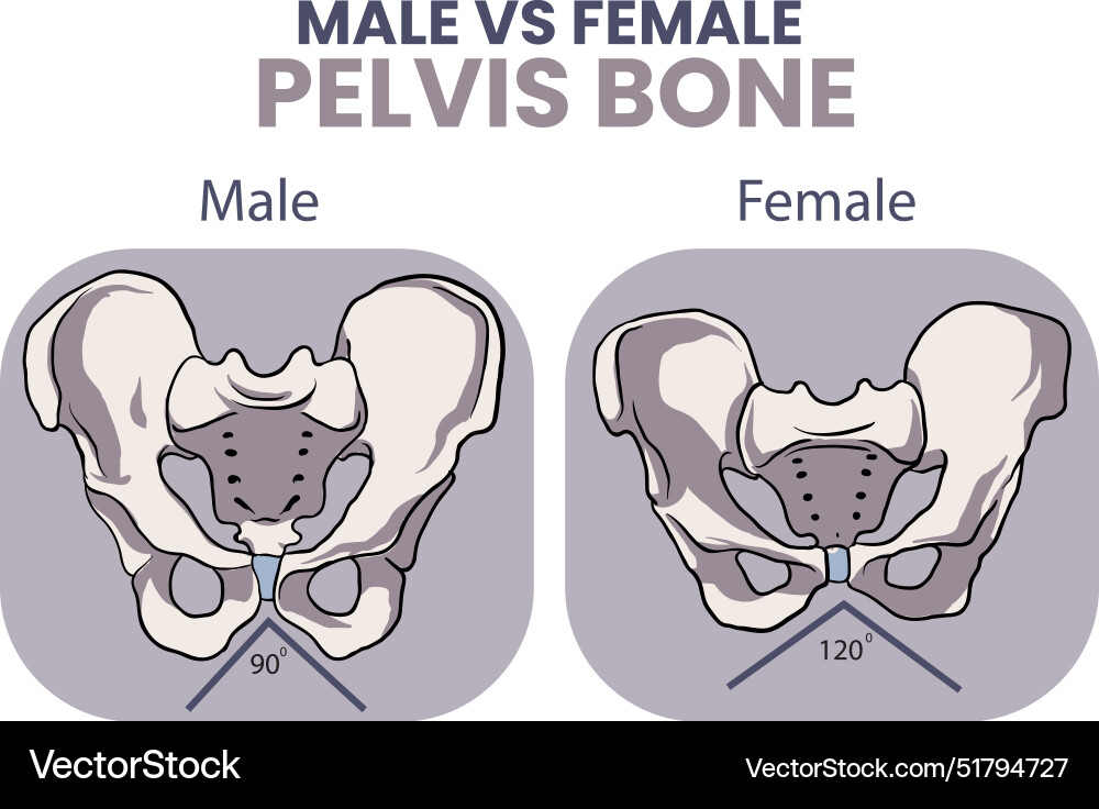 Male vs female pelvis bone comparison Royalty Free Vector