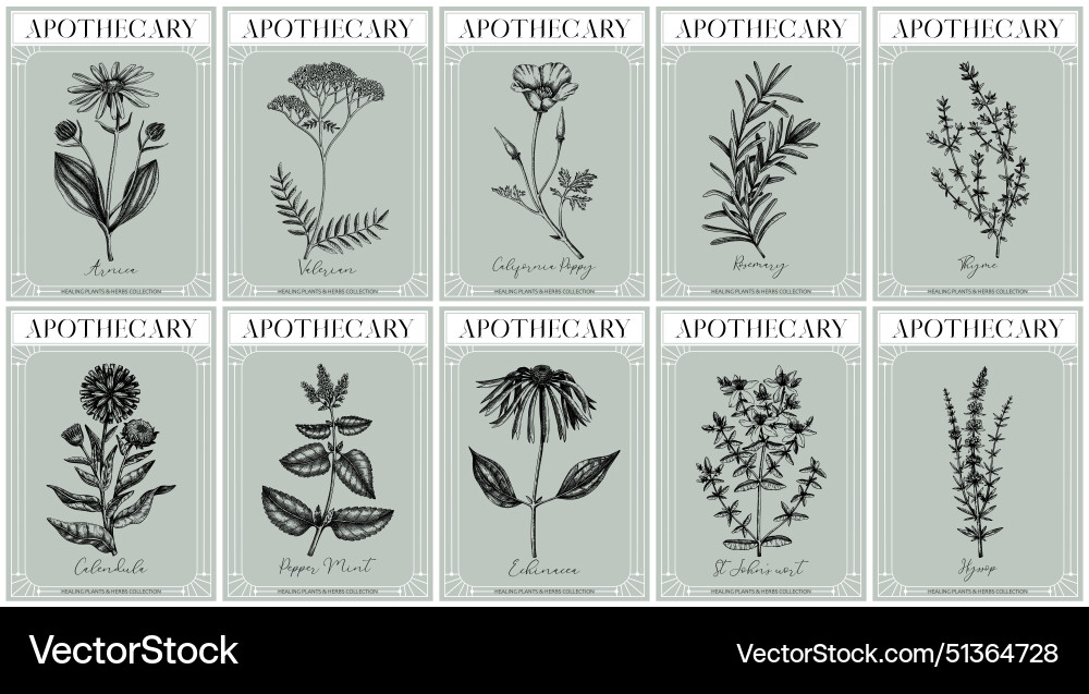 Apothecary labels set healing plants Royalty Free Vector