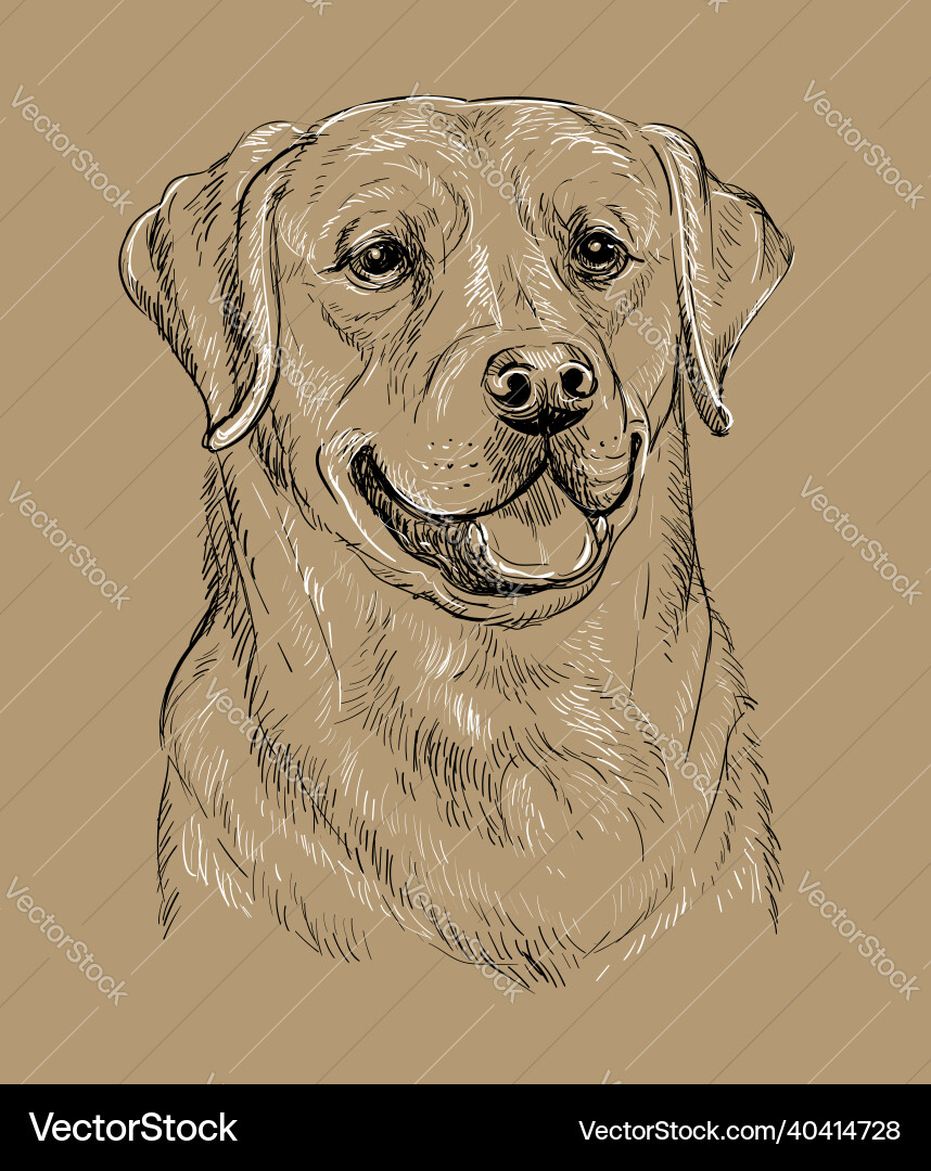 Labrador retriever dog hand drawing brown Vector Image