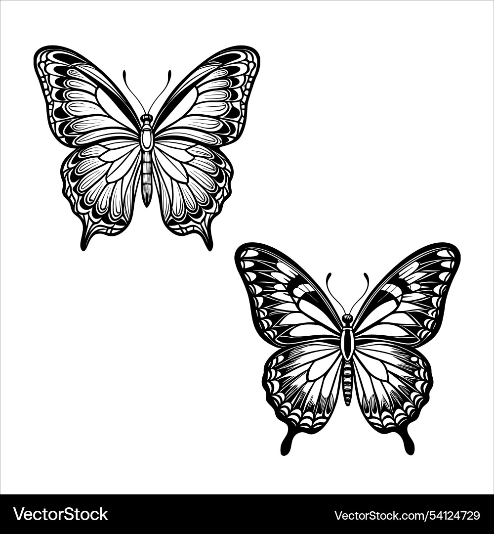 Butterfly svg Royalty Free Vector Image - VectorStock