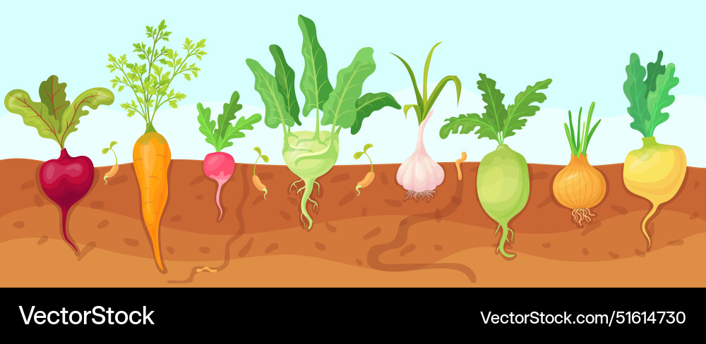Root vegetables in ground garden planted Vector Image