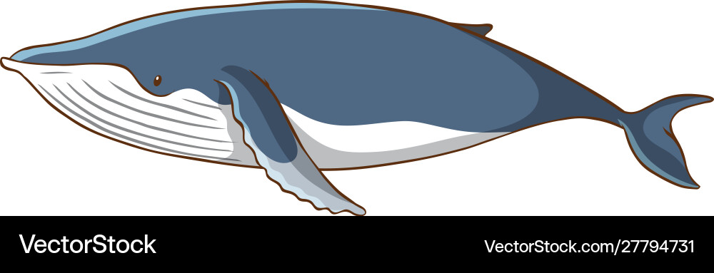 Whale on white background Royalty Free Vector Image