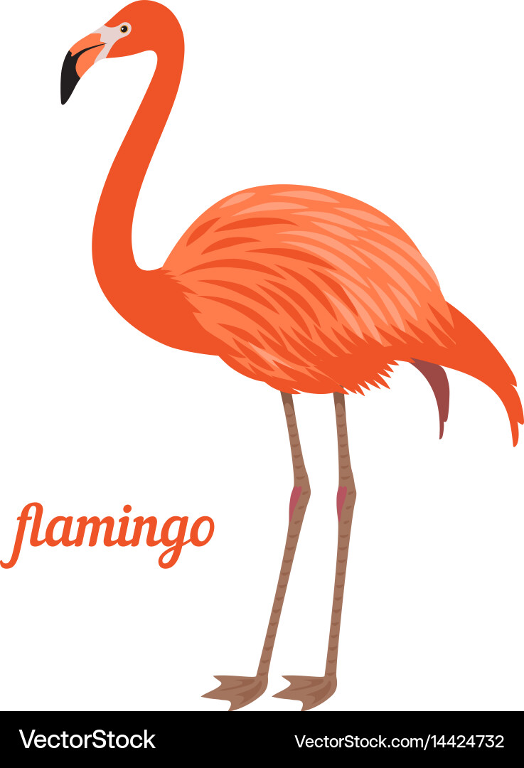 Flamingo Bird Royalty Free Vector Image - VectorStock