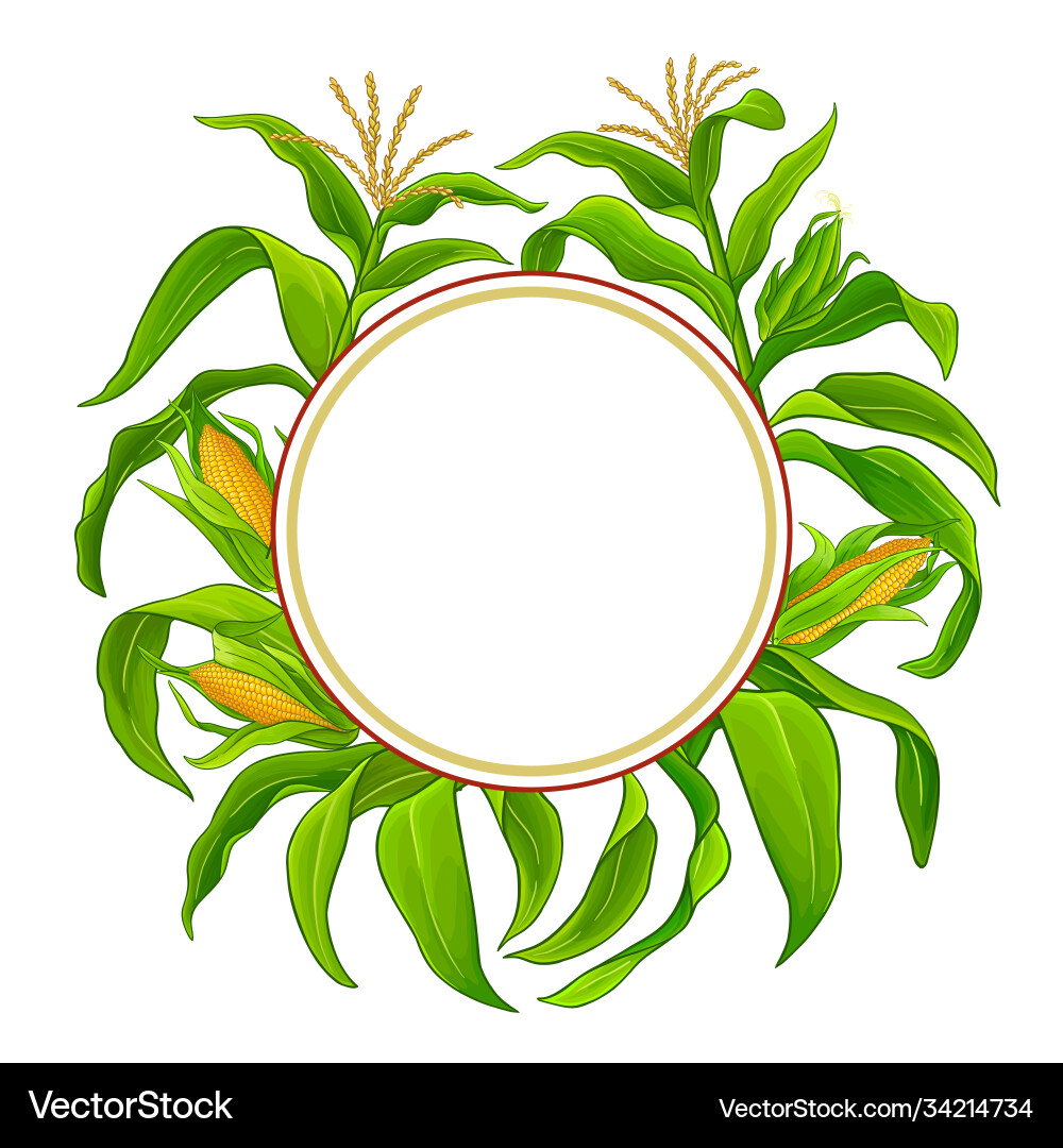 Corn plant frame on white background Royalty Free Vector