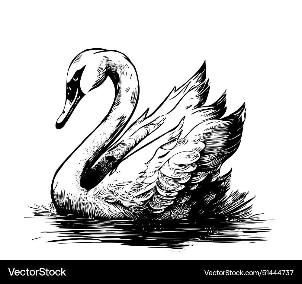 A sketch of swan Royalty Free Vector Image - VectorStock