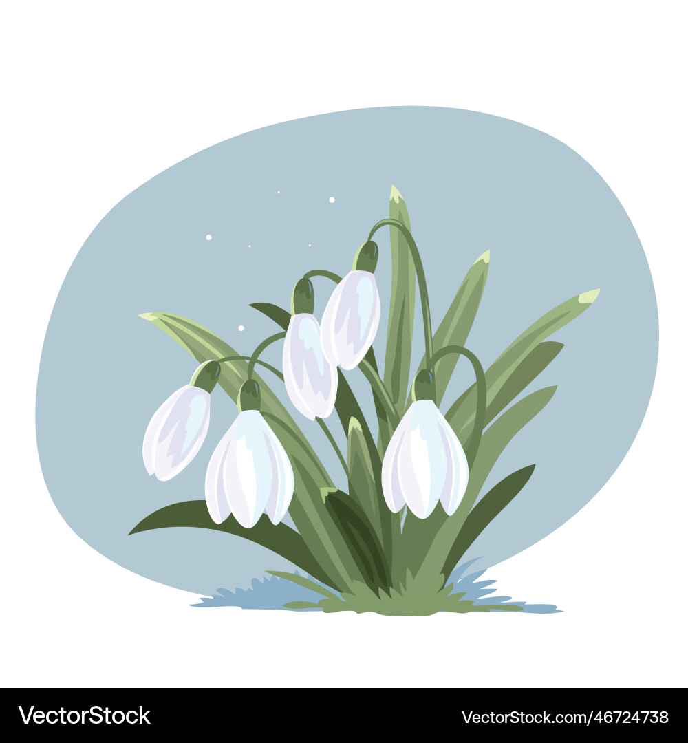 Snowdrops Royalty Free Vector Image - VectorStock