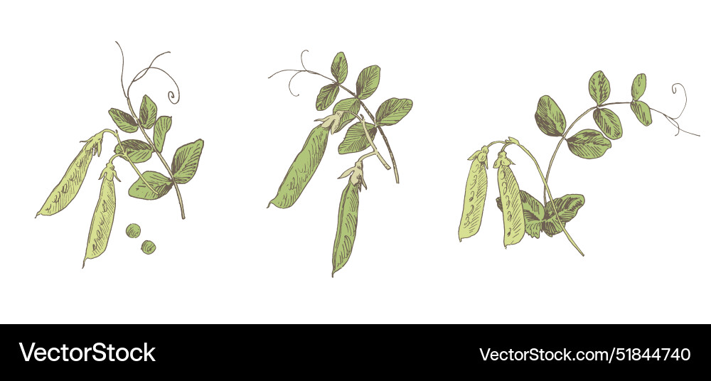 Green peas sets hand drawn Royalty Free Vector Image