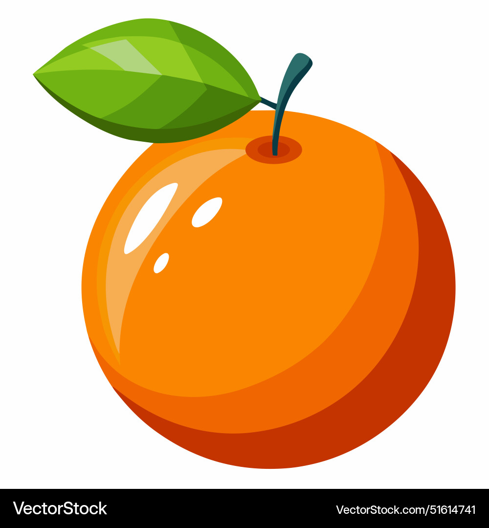 Detailed orange fruit art Royalty Free Vector Image