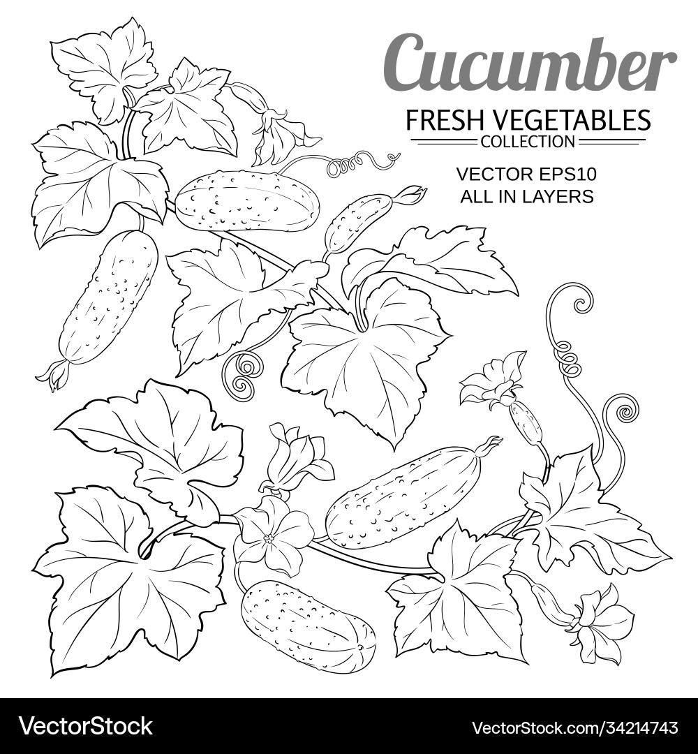 Cucumber plant set on white background Royalty Free Vector