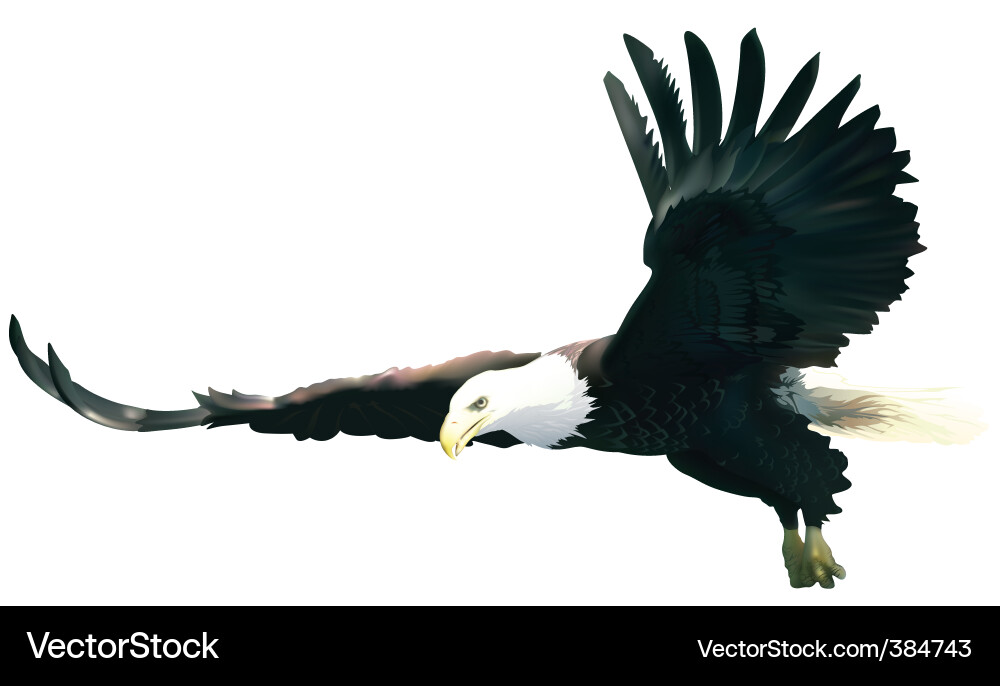 Flying Bald Eagle Royalty Free Vector Image - VectorStock
