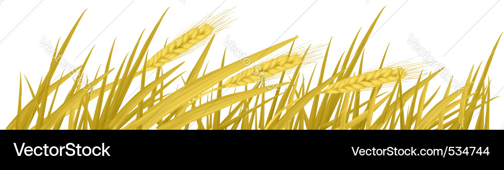 Ears of wheat Royalty Free Vector Image - VectorStock