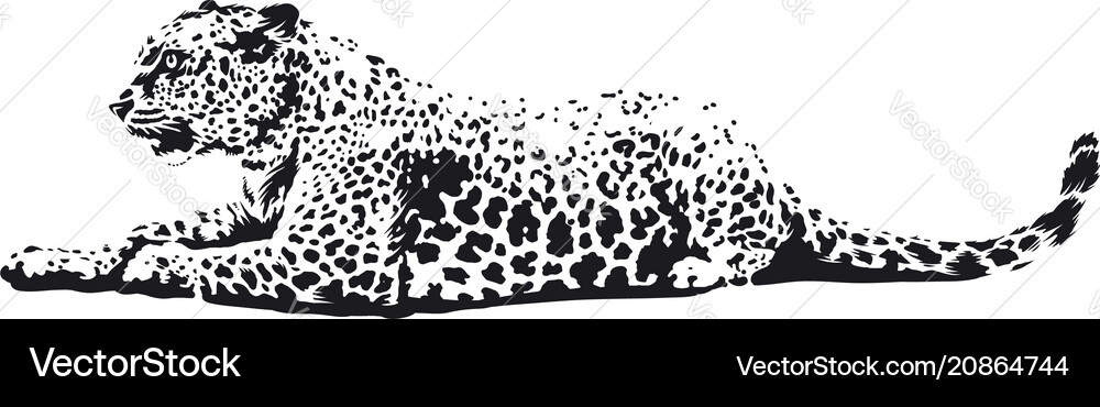 Monochrome Leopard Art Royalty Free Vector Image