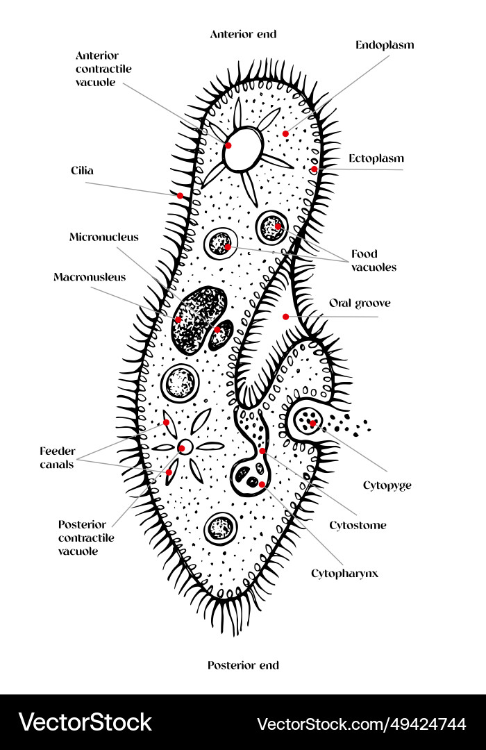 Paramecium caudatum hand drawn Royalty Free Vector Image