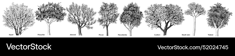 Hazelnut Tree Vector Images (over 820)