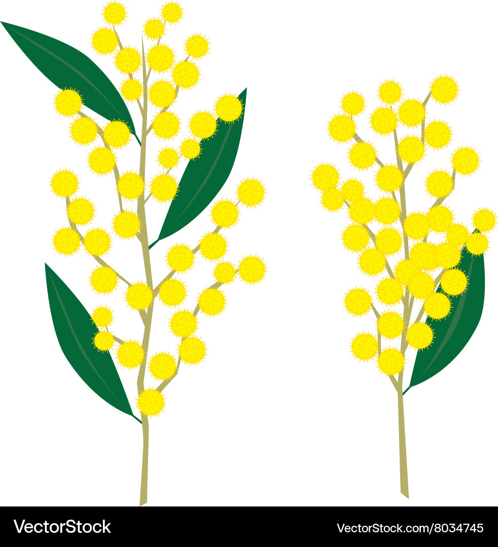 Wattle Royalty Free Vector Image - VectorStock