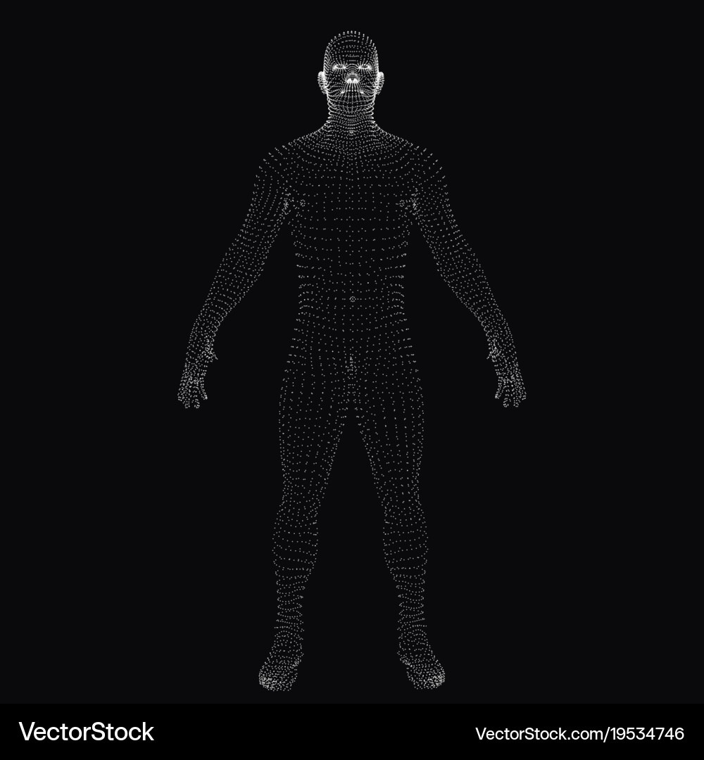 3d human body dotted wireframe Royalty Free Vector Image