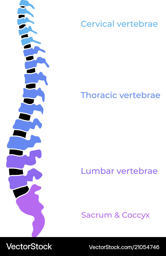 Human Spine Anatomy Royalty Free Vector Image - VectorStock