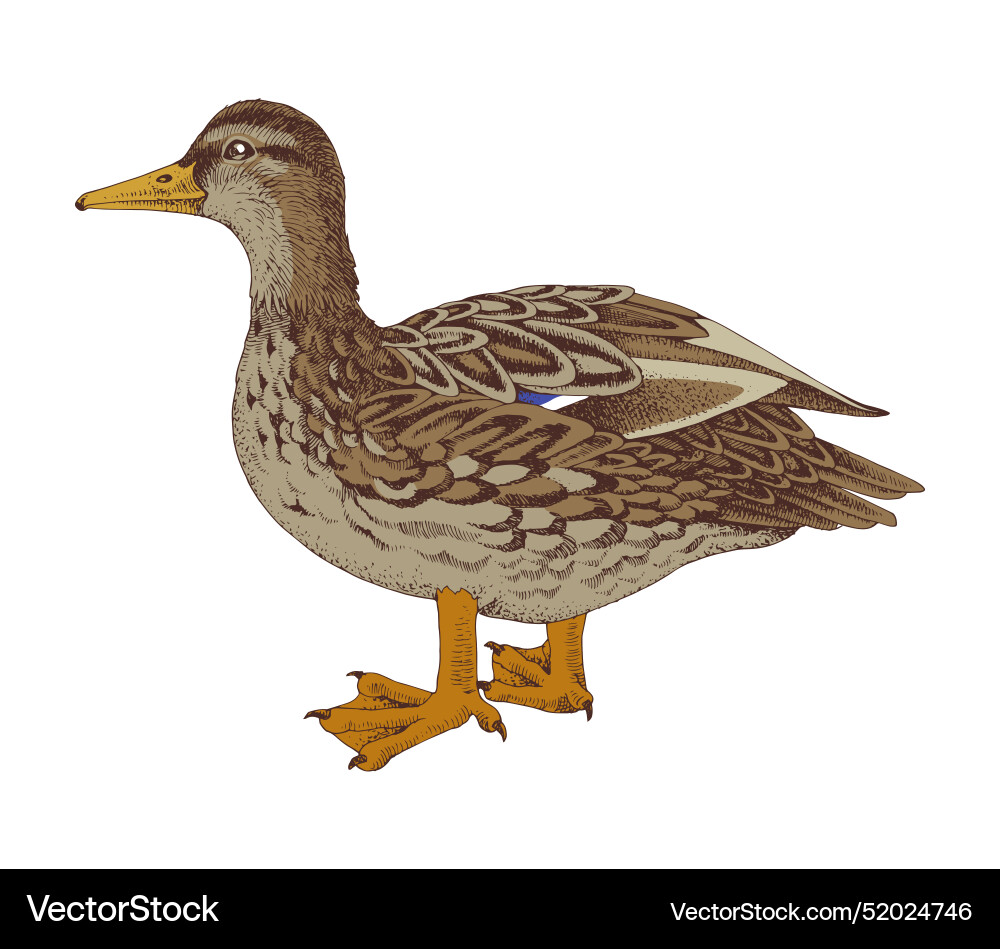 Mallard duck sketched Royalty Free Vector Image