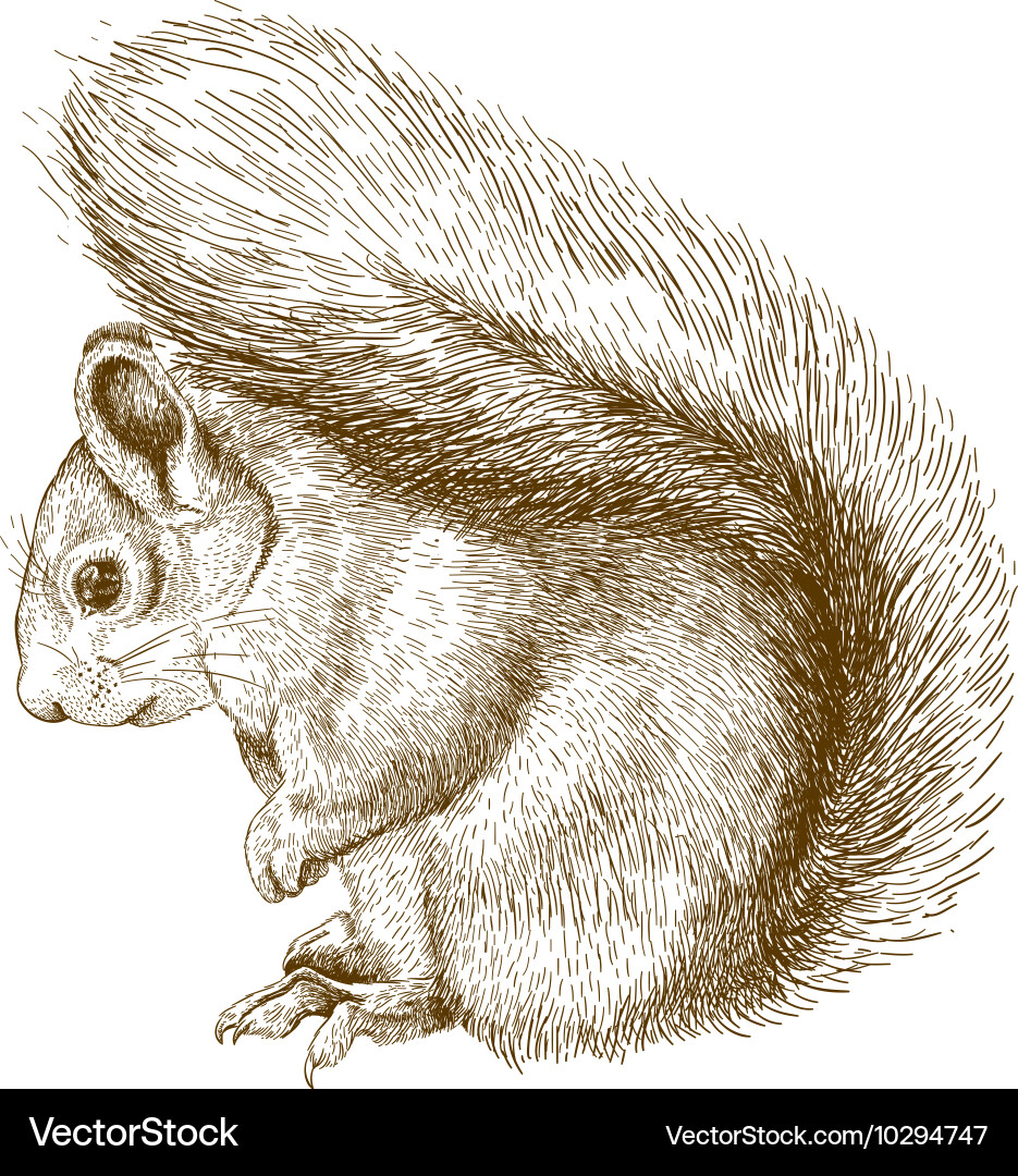 Detailed Squirrel Engraving Royalty Free Vector Image