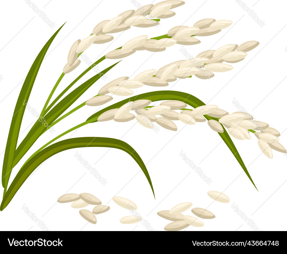 Rice Vector Images & Graphics for Commercial Use | VectorStock