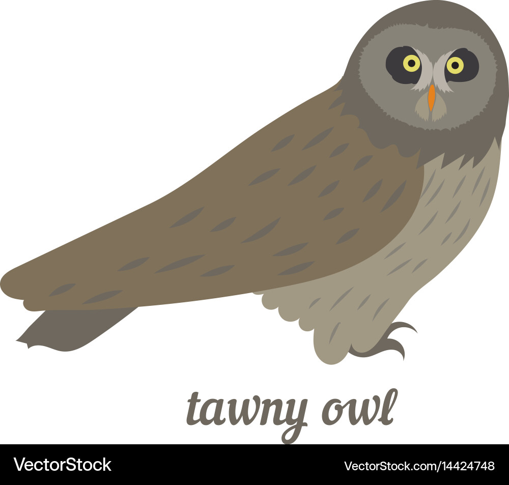 Owl Royalty Free Vector Image - VectorStock