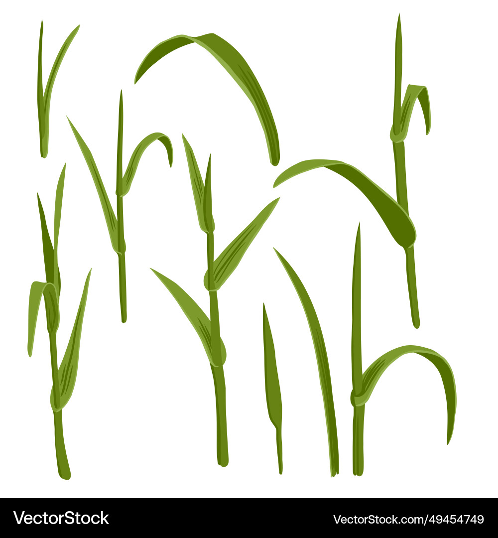 Drawing grass plants Royalty Free Vector Image