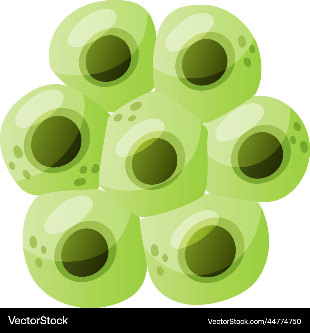 Green eggs of frog or frogspawn cluster Royalty Free Vector